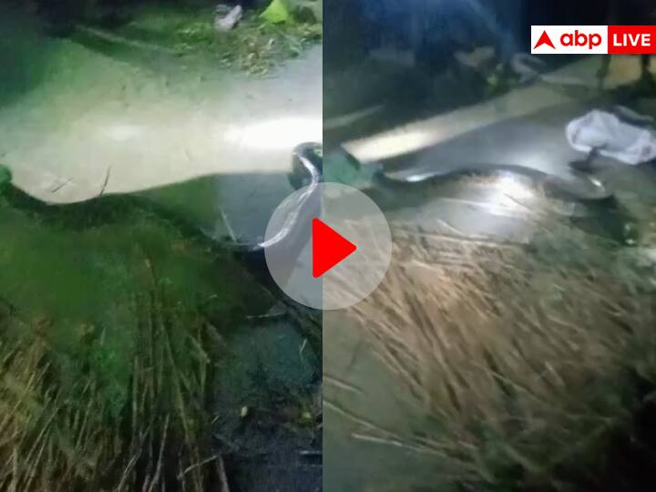 15 Feet Long Python Snake Seen in Siwan Bihar Be Careful Before ... 15 Feet Long Python Snake Seen in Siwan Bihar Be Careful Before ...