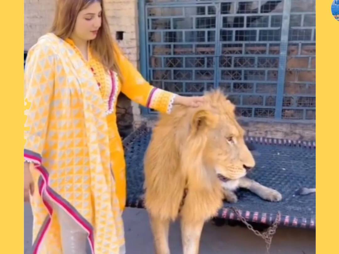 Woman stands next to chained lion pets it Viral video angers people ...
