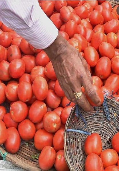 Fall in tomato prices | Photo : आवक वाढल्यानं टोमॅटोच्या दरात मोठी घसरण