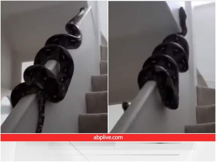 Giant python is seen going up stairs in the building video goes viral ...