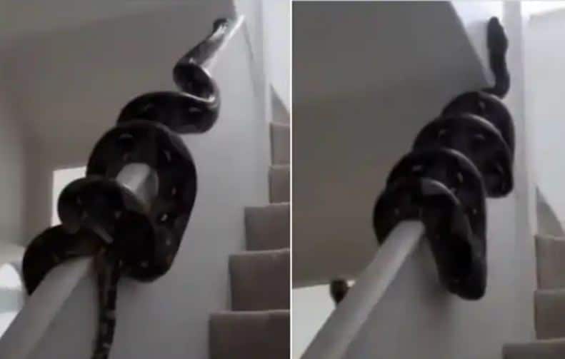giant python is seen going up stairs in the building video goes viral ...