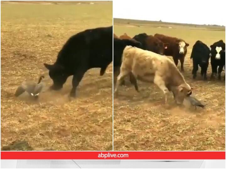 A goose was seen competing with a herd of cows in a large field of ...