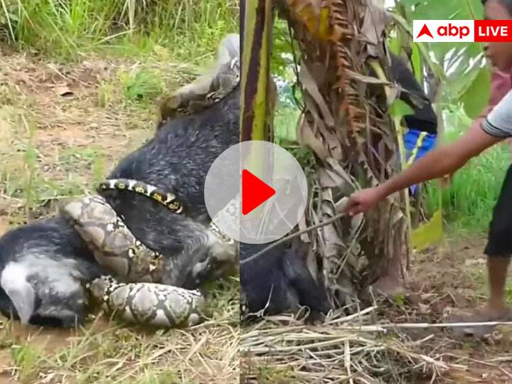 Three brave kids rescue goat kid from python shocking viral video | तीन ...