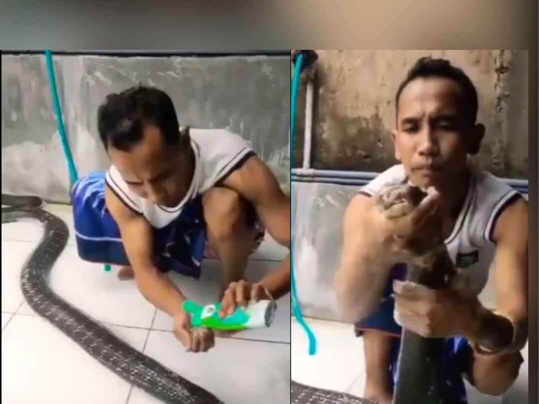 man giving bath to king cobra snake with shampoo video viral on social media | Viral Video ...