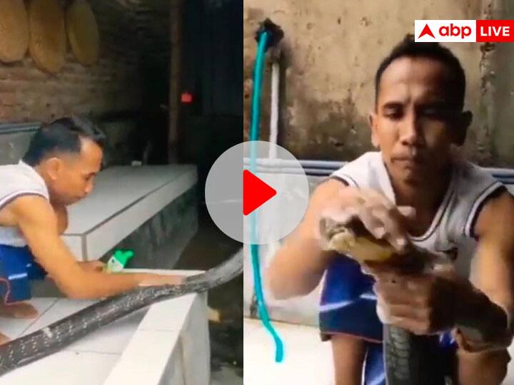 man giving bath to king cobra snake with shampoo in shocking viral video | Video: किंग कोबरा को ...