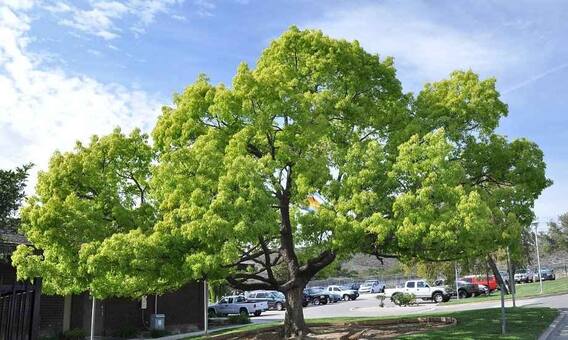 Camphor Making Process | Camphor : पूजेच्या साहित्यातील कापूर कशापासून ...