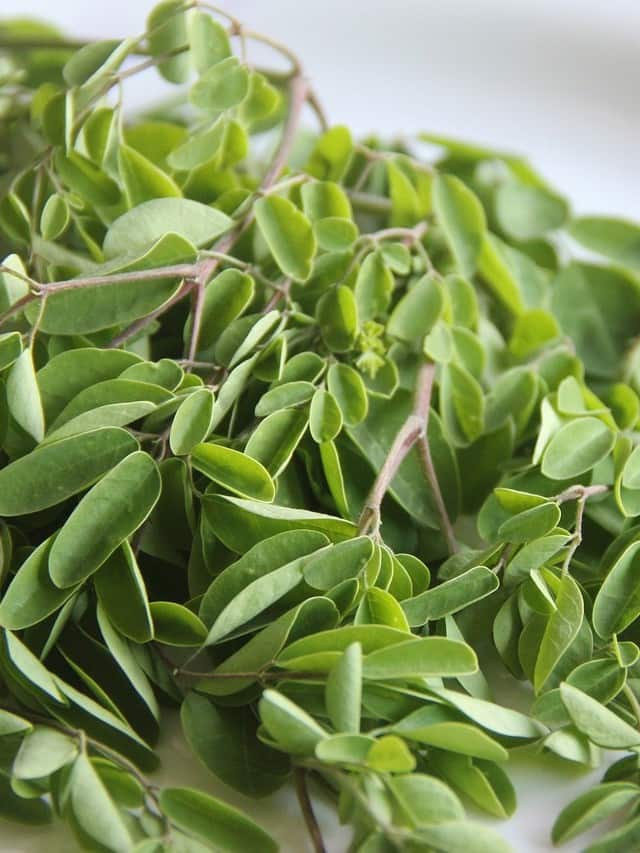 moringa leaf benefits all you need to know