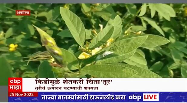 tur crops damage in vidarbha special report marathi news | Tur Damage ...