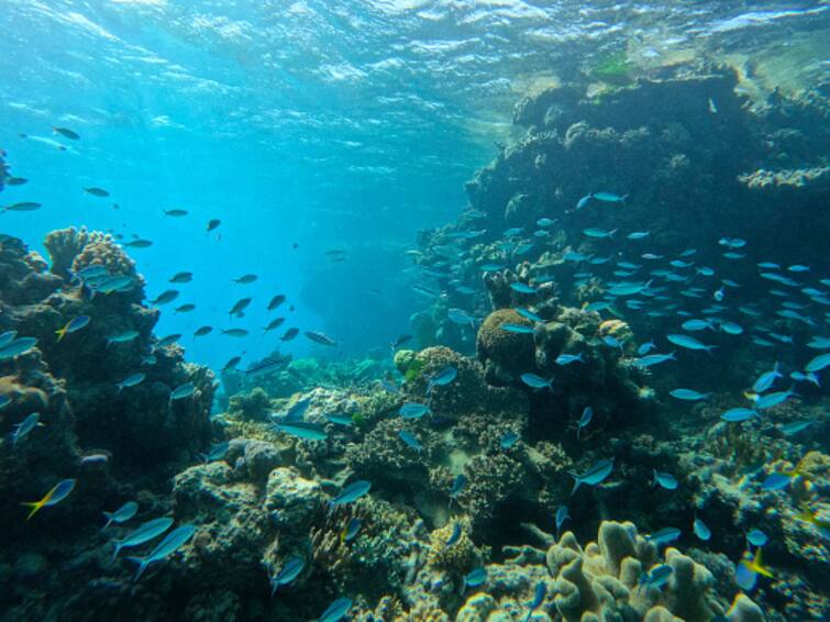 Scientists Discover Five New Species Of Black Corals Living Thousands ... Scientists Discover Five New Species Of Black Corals Living Thousands ...