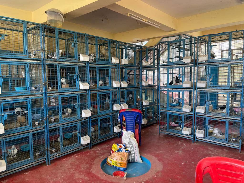 Pigeon Special Story: 2 Flores Bulding For Pigeons In Manikonda Village Near Gannavaram DNN ...