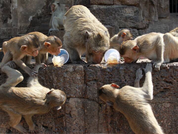 Thailand's Monkey Feast Festival, A Unique Attraction In Lopburi — See Pics