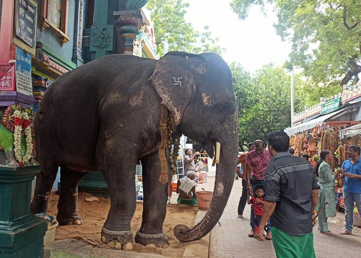 SEE PICS: Puducherry Manakula Vinayagar Temple Elephant Lakshmi Dies ...