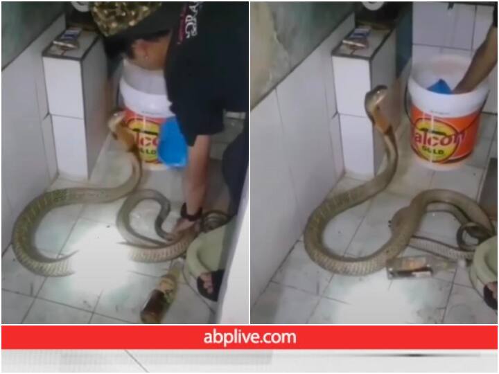 man giving bath to Cobra King Snake shocking viral video | अरे बाबा... ये तो जहरीले सांप को ...