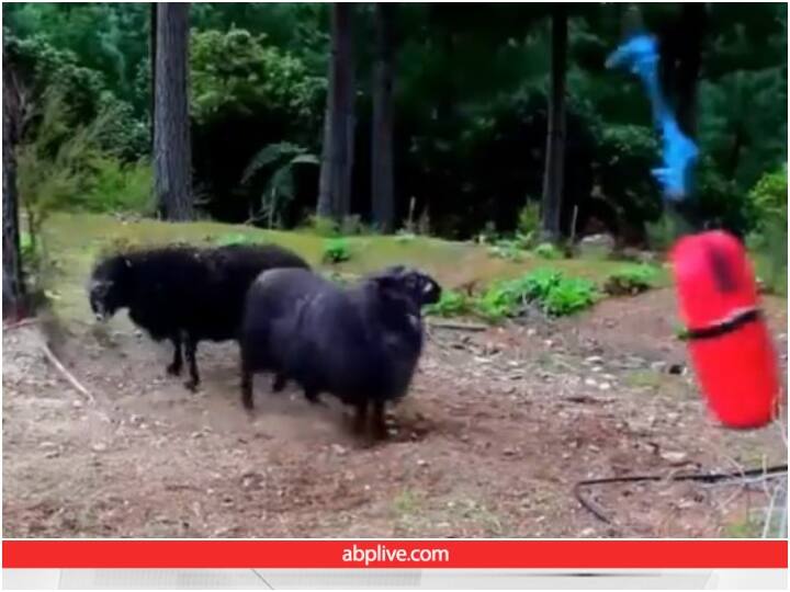 Sheep continuously hitting punching bag with its head | Viral Video ...