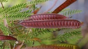 Plants Related To Nine Planets Worship Navagraha Plants For Improve ...