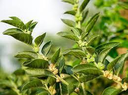 Plants Related To Nine Planets Worship Navagraha Plants For Improve ...