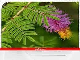Plants related to nine planets worship navagraha plants for improve ...