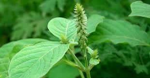 Plants related to nine planets worship navagraha plants for improve ...
