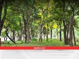 Plants Related To Nine Planets Worship Navagraha Plants For Improve ...
