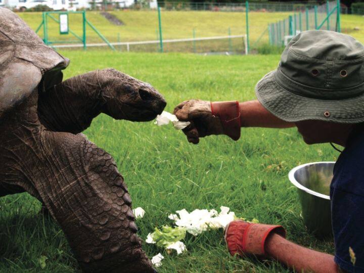 Jonathan is the world oldest turtle its age is more than 190 years | ये ...