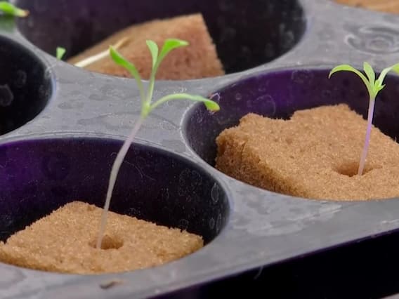 Saffron Farming Pune Softwar Engineer Turns Shipping Container Into ...