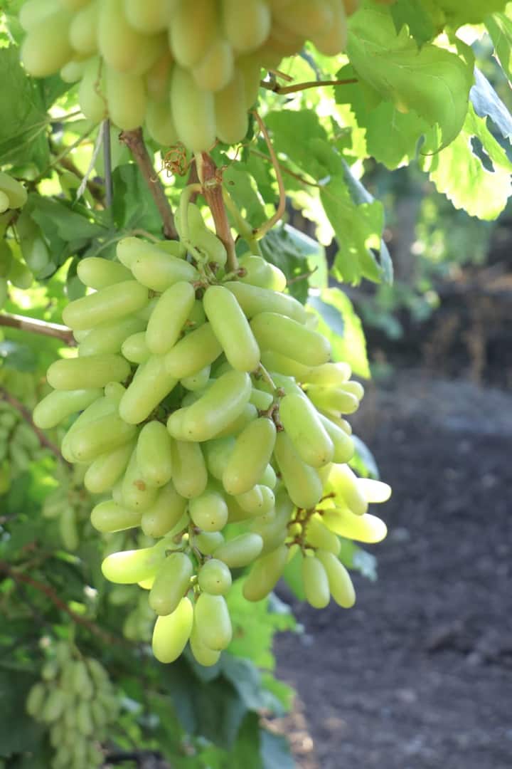 Golden achievement of the brothers farmers of Kavalapur in Miraj taluka ...