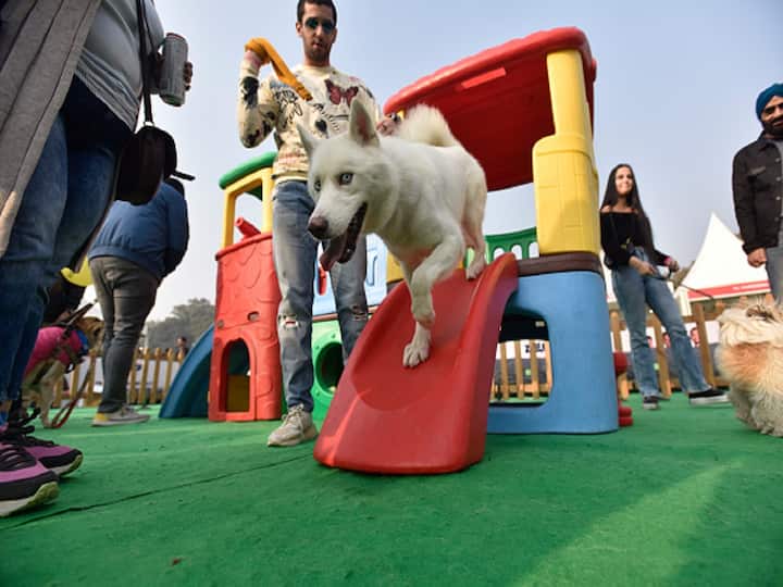 IN PICS | People Spent Quality Time With Their Furry Friends At Pet Fed ...