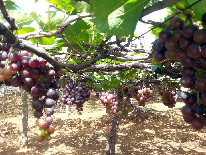 Theni: black paneer grapes price hike what is reason TNN | எக்கால ...