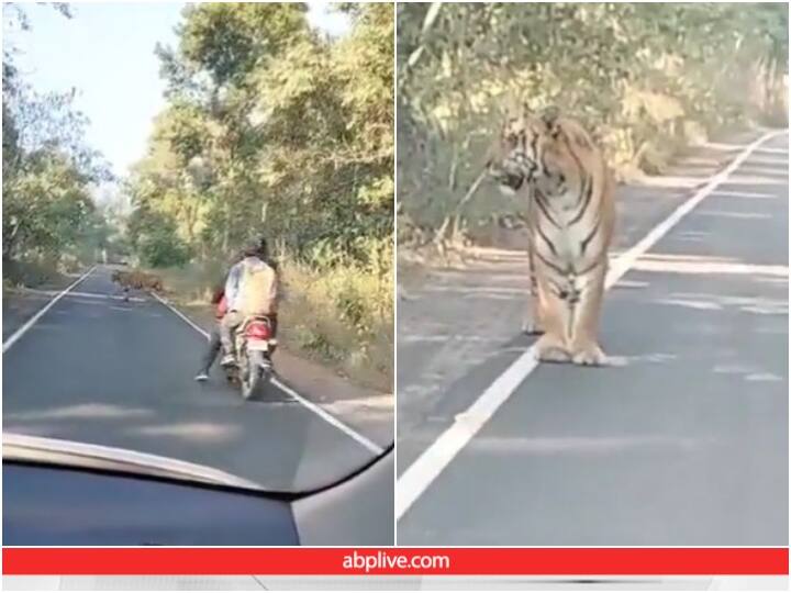 tiger appears in Front of Bikers on road video goes viral | Video: बाइक ...