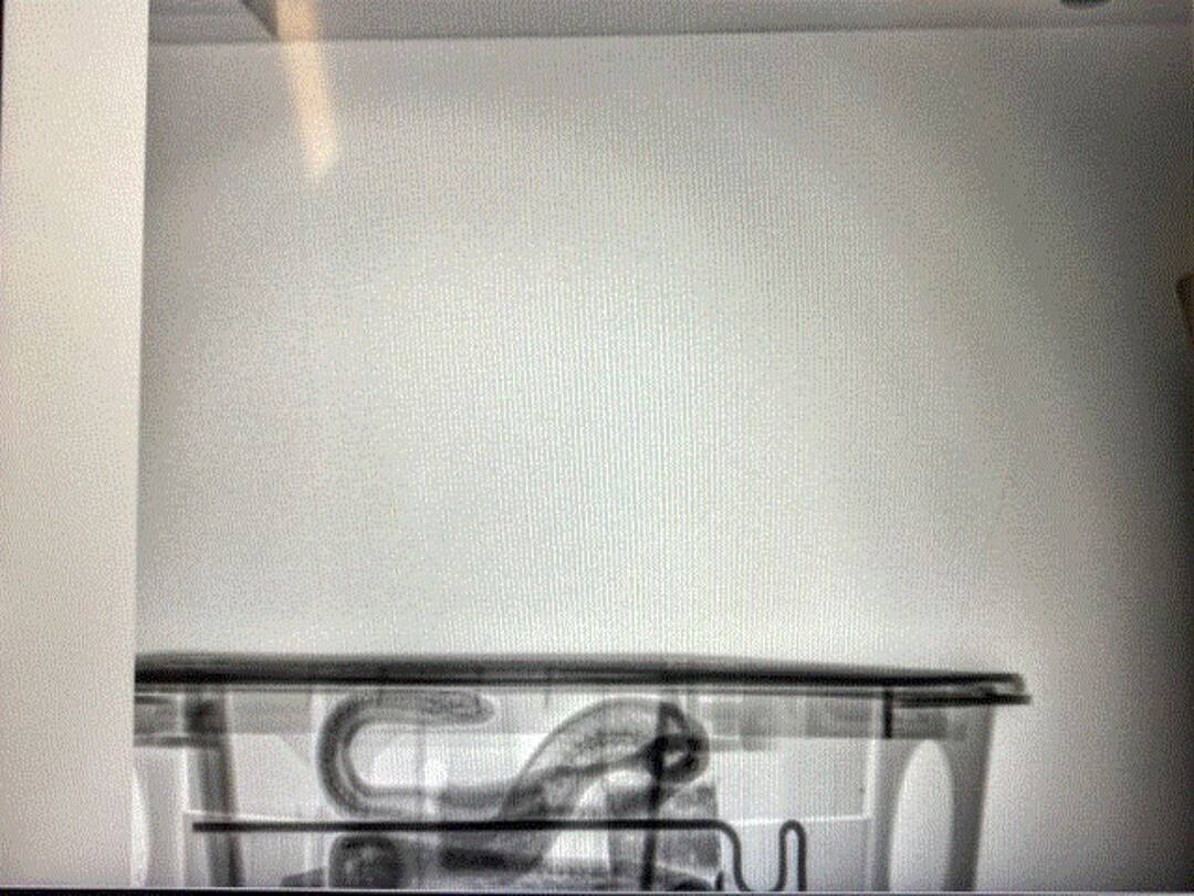 Snake Spotted Slithering In Basement Of Australia Airport, Police Share ...