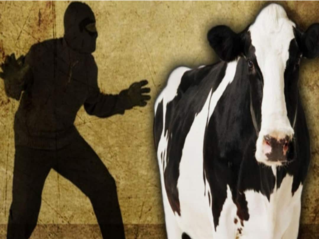 Tiruvannamalai: police caught the cow thief in a trap near arani TNN ...