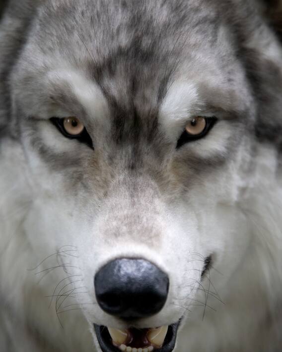 Japanese Man Spent Rs 18 Lakh To Look Like Wolf Man Look Like Wolf See ...