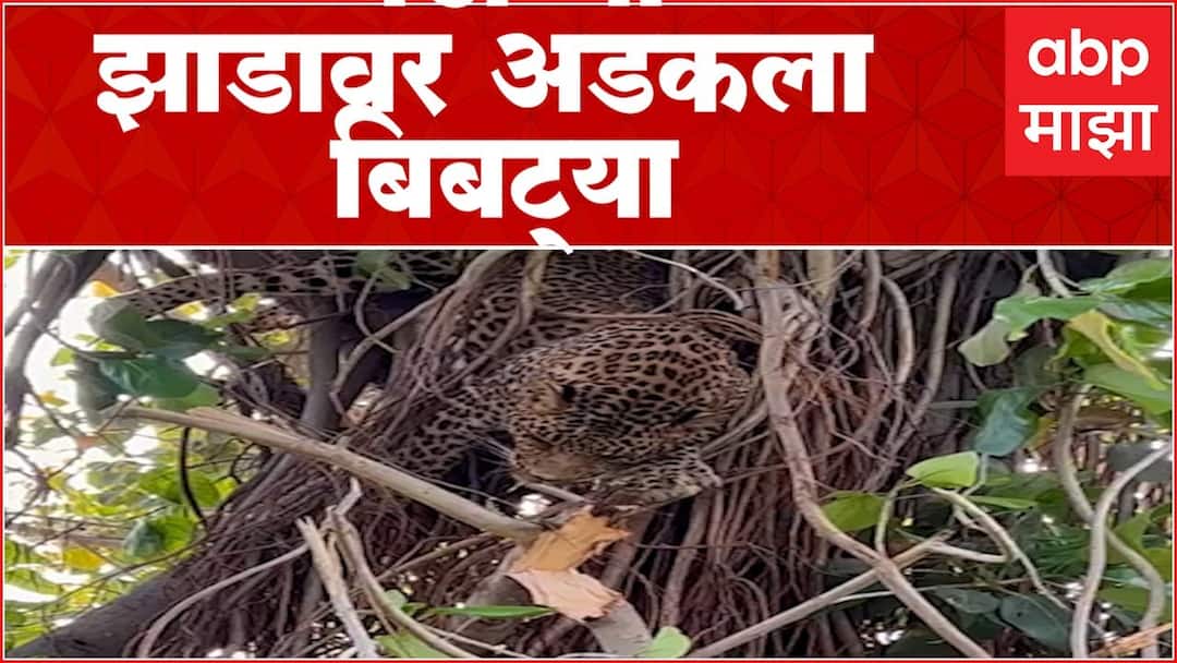 Pune Bibtya leopard stuck on a tree Rescued by Forest Department | Pune ...