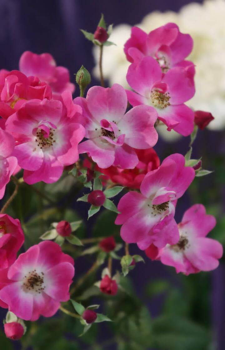 state level rose exhibition starts in Dombivli; You will be amazed by ...