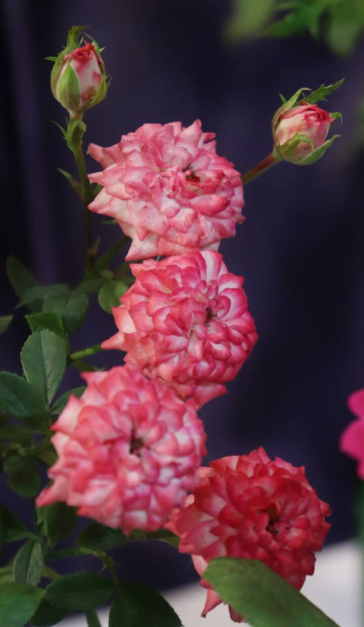 state level rose exhibition starts in Dombivli; You will be amazed by ...
