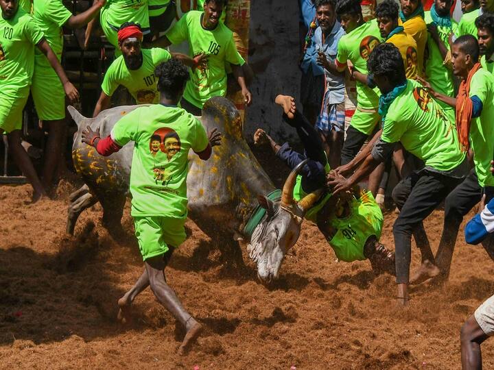 IN PICS | Traditional Bull Taming Sport Of Jallikattu On 'Mattu Pongal'