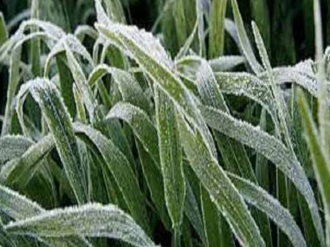 Agriculture News Frost Effect crops are getting damaged due to frost in ...