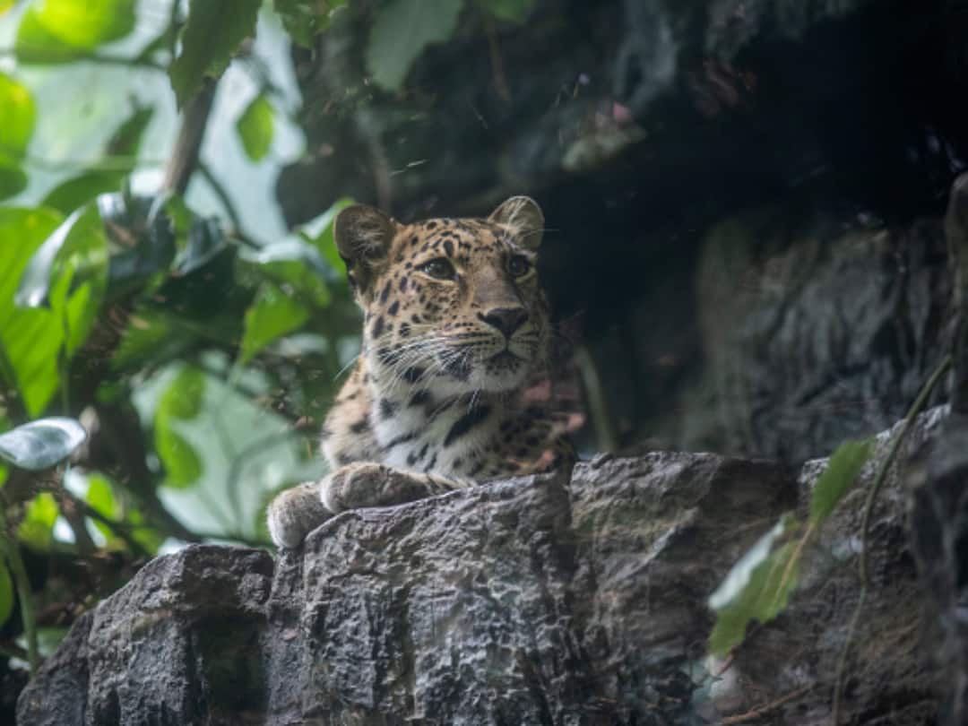 Jharkhand Calls MP Sanjay Dubri Tiger Reserve For Help In Tackling Man ...