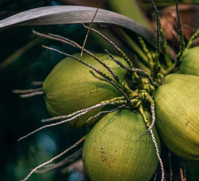 नारळ पाण्यात पाणी कुठून येतं?