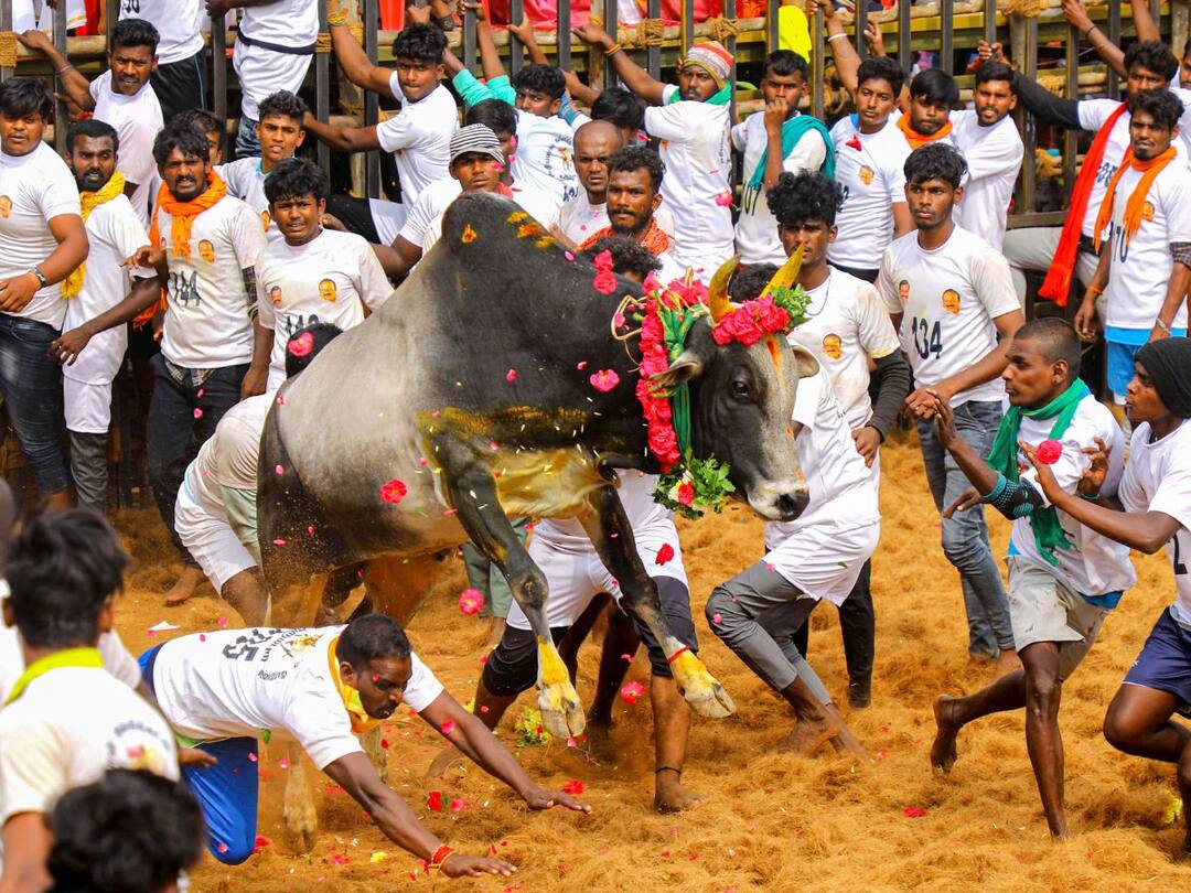 Tamil Nadu: Teen Boy Killed, 68 Participants Injured During Jallikattu ...