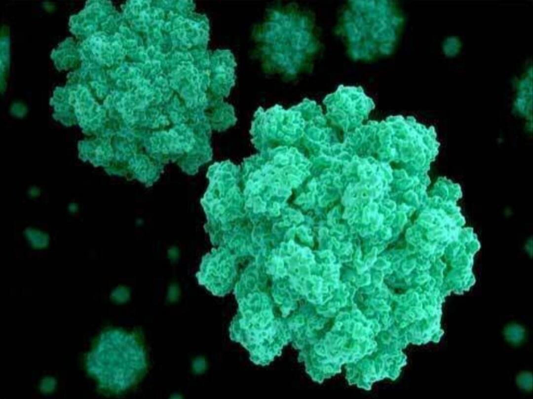 Norovirus outbreak in Kerala Symptoms transmission treatment precautions all you need to know ...