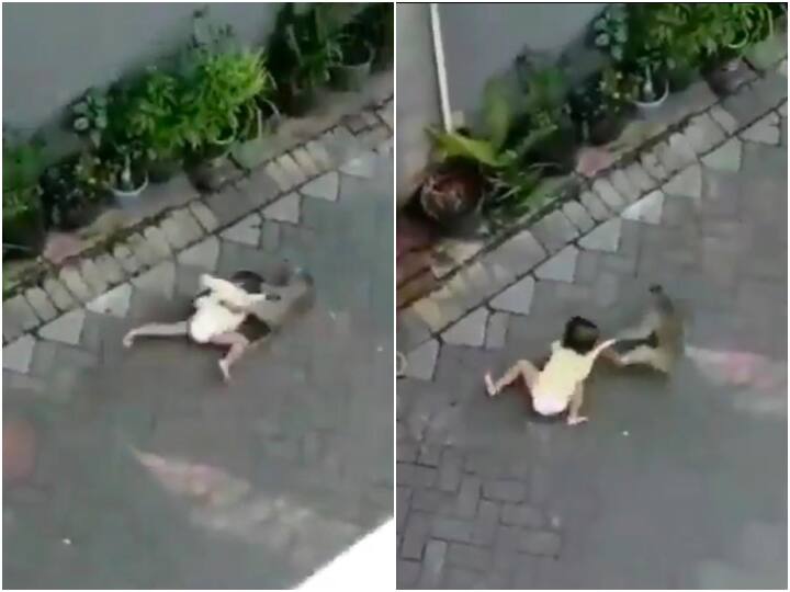 Monkey dragging innocent child Shocking viral bandar ka video | घर के बाहर बैठे बच्चे को घसीट ले ...