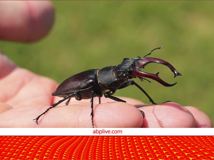 Stag beetle is the most expensive insect in the world know its price ...