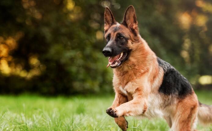 world richest dog owner leaves 655 crore before death dog have servant ...