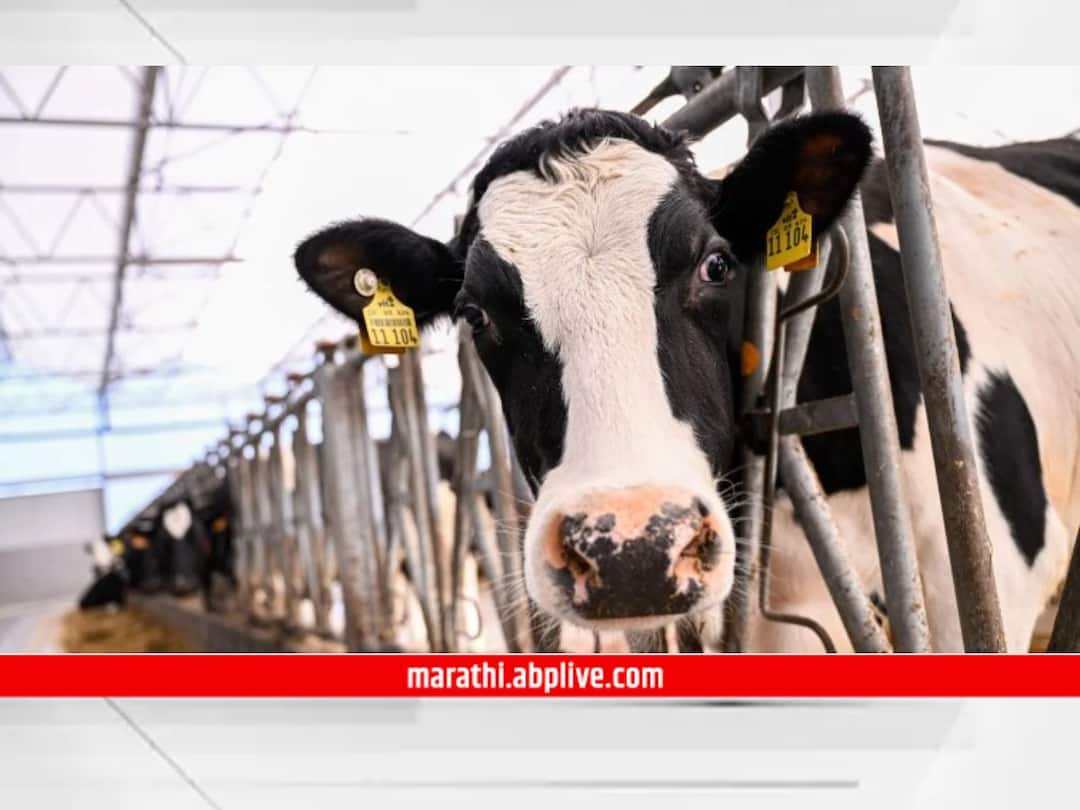 china clones three super cows to produce milk by gallons super cow will ...