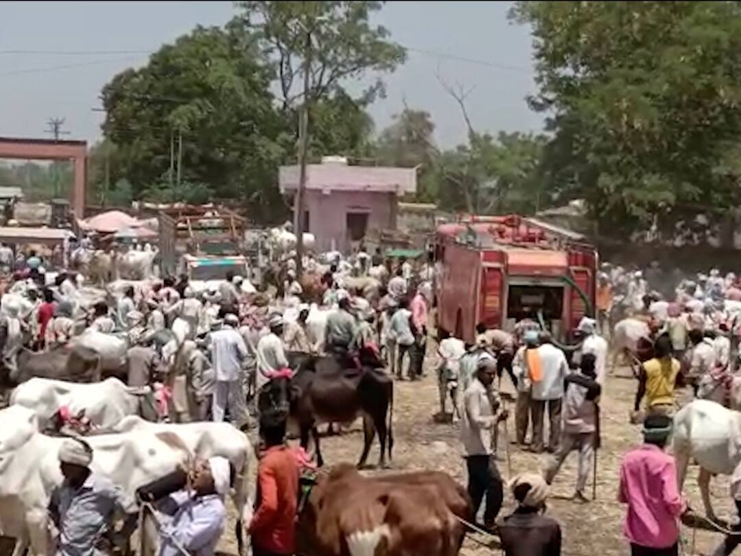 Photo news of Akkalkuwa Kalika Mata Yatra Bull market flourished ...
