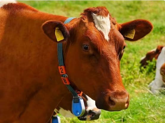 china experiment on cow scientists says our super cow will be able to ...