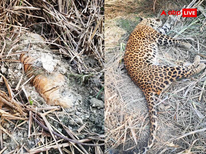 Bihar News Death of Royal Bengal Tiger and Leopard in VTR Dead Bodies Found ann | Bihar News ...