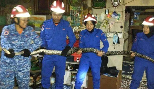 python fell on Malaysian family giant 10ft snake falls through ceiling ...
