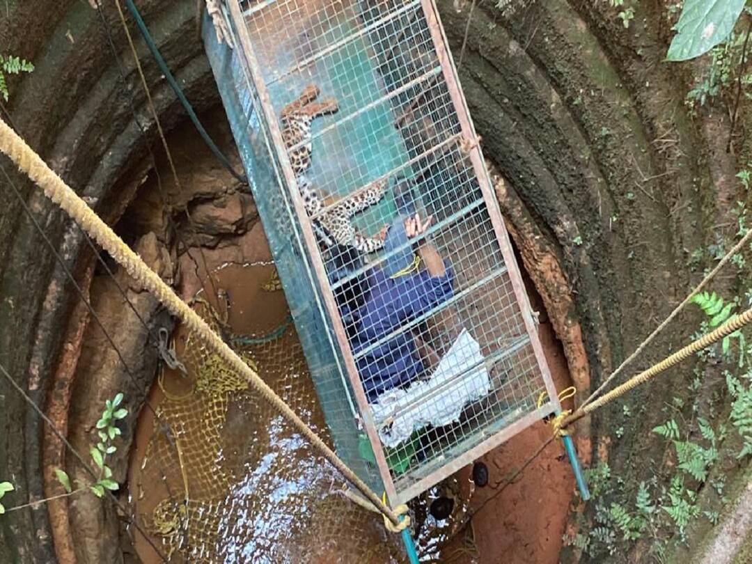 Woman wildlife veterinarian goes down 30 foot deep well in cage to help ...
